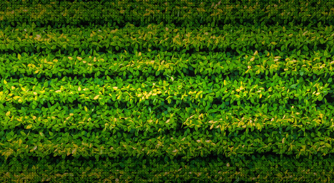 Índices de vegetación y su interpretación: NDVI, GNDVI, MSAVI2, NDRE y ...
